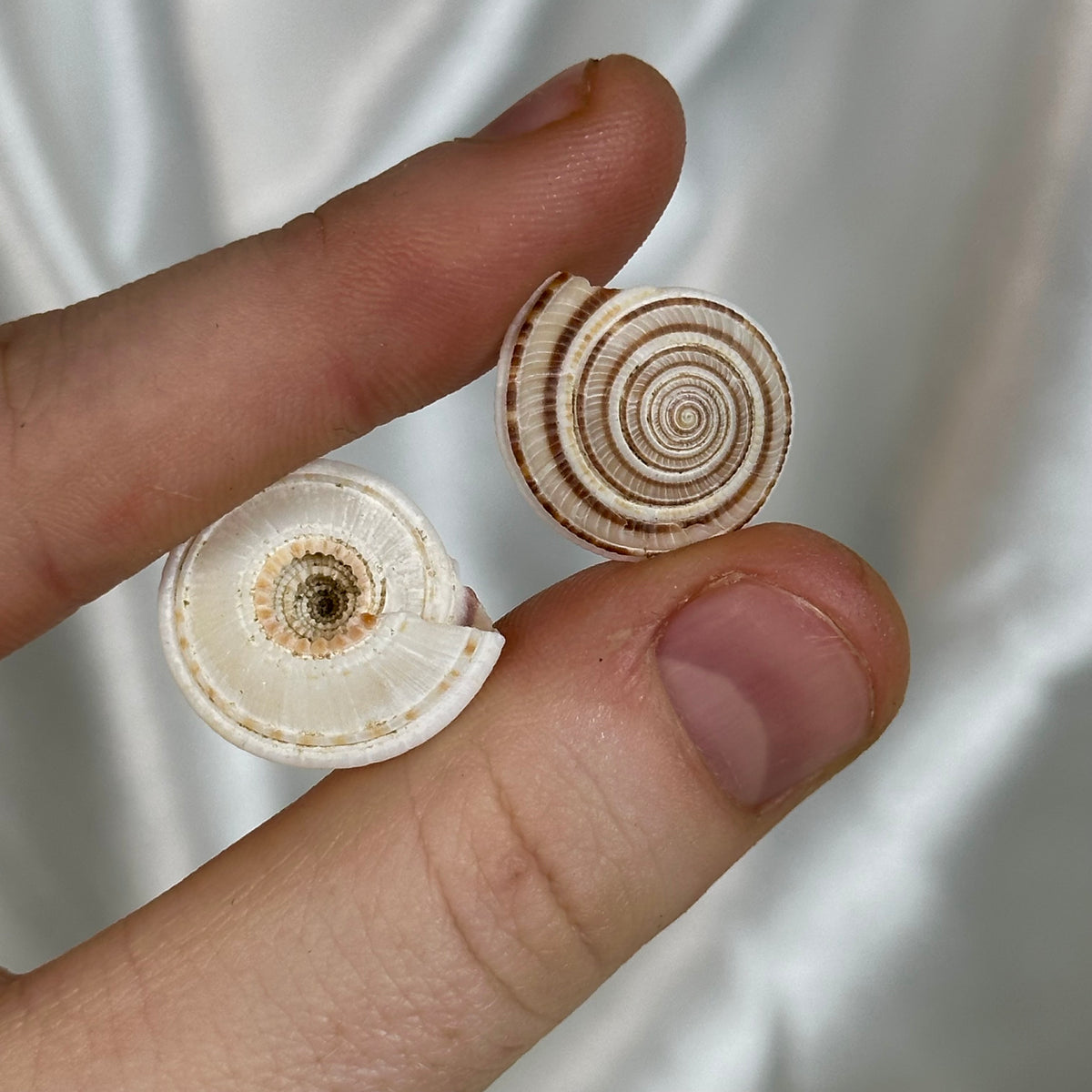 Sundial Shells – ArtByJacStudio